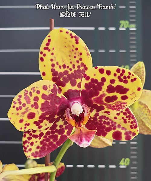 Phal. Haur Jin Princess 'Bambi' – Roehampton Orchids