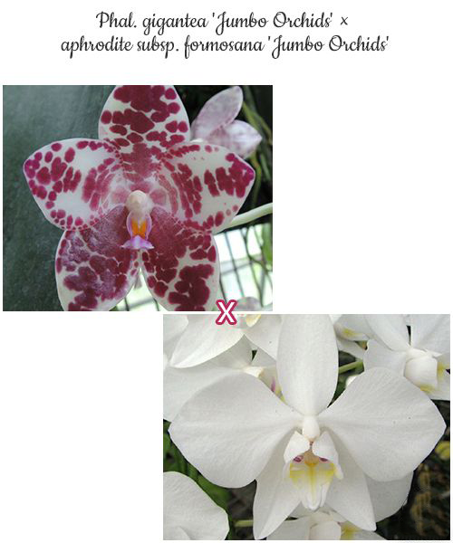 Phal. gigantea 'Jumbo Orchids' × aphrodite subsp. formosana 'Jumbo Orc – Roehampton Orchids