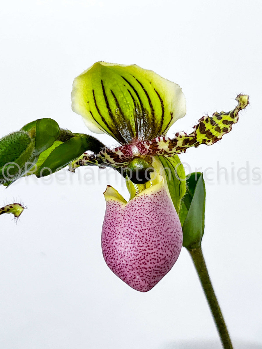 Paphiopedilum victoria-regina 'Ground Pepper' AM/AOS – Roehampton Orchids