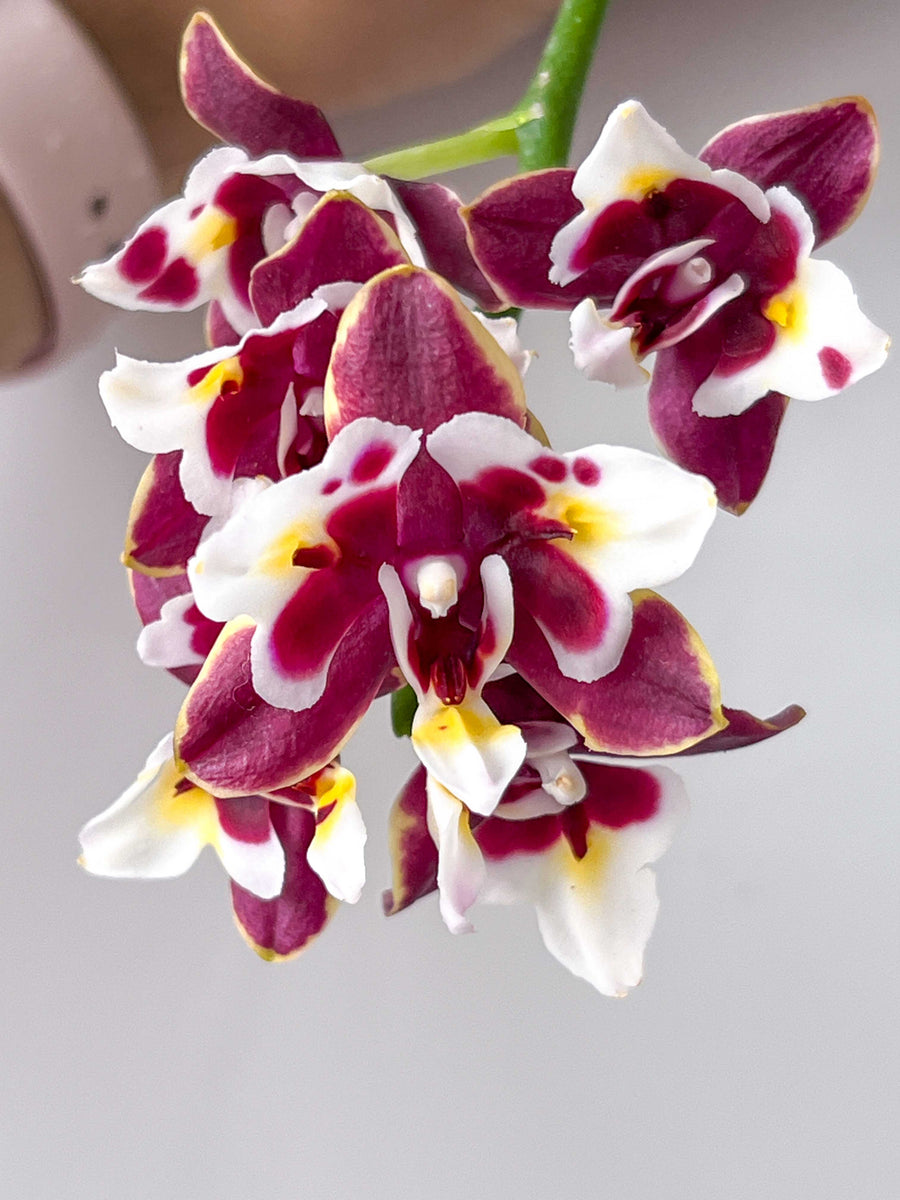 Specialty (Novelty) Phalaenopsis – Roehampton Orchids