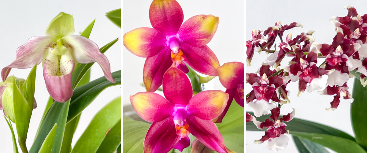 Core Collection: Beginner-Friendly Orchids | Roehampton Orchids Toronto