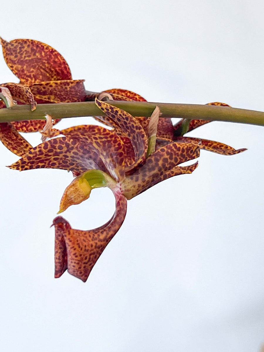 Morm. Nitty-Gritty 'SVO II' x Morm. Jumbo Bacia 'SVO' AM/AOS ...