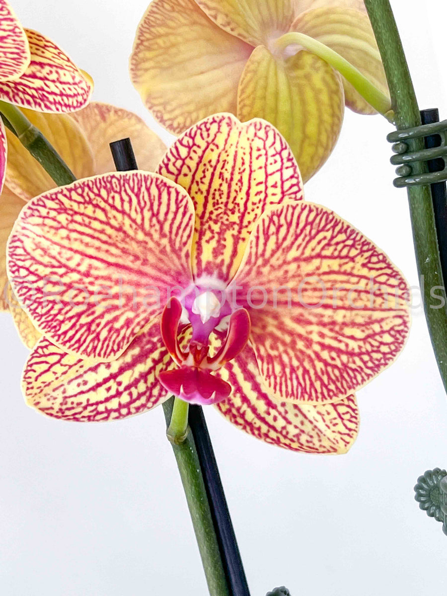 Phal KV Smile – Roehampton Orchids