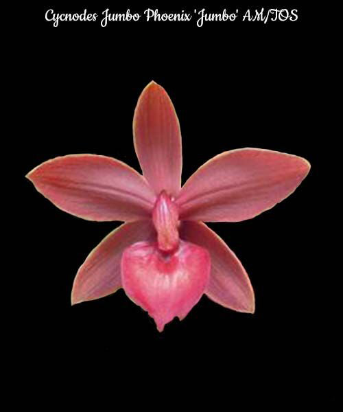 Cycd. Jumbo Phoenix 'Jumbo' AM/TOS – Roehampton Orchids