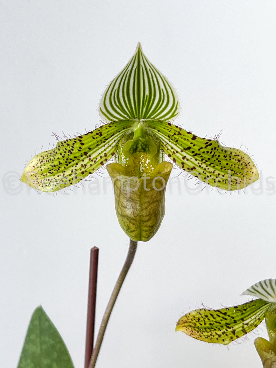 Paph. Varuna – Roehampton Orchids