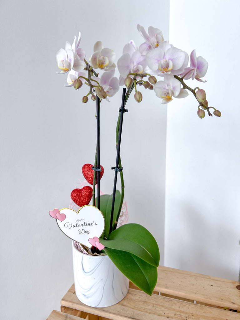 Valentine's Floral – Roehampton Orchids