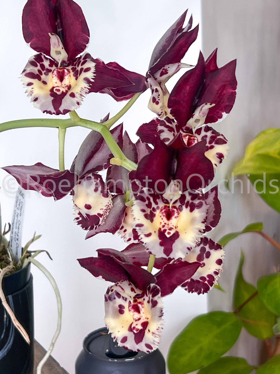 Ctsm. Diana's Dots – Roehampton Orchids