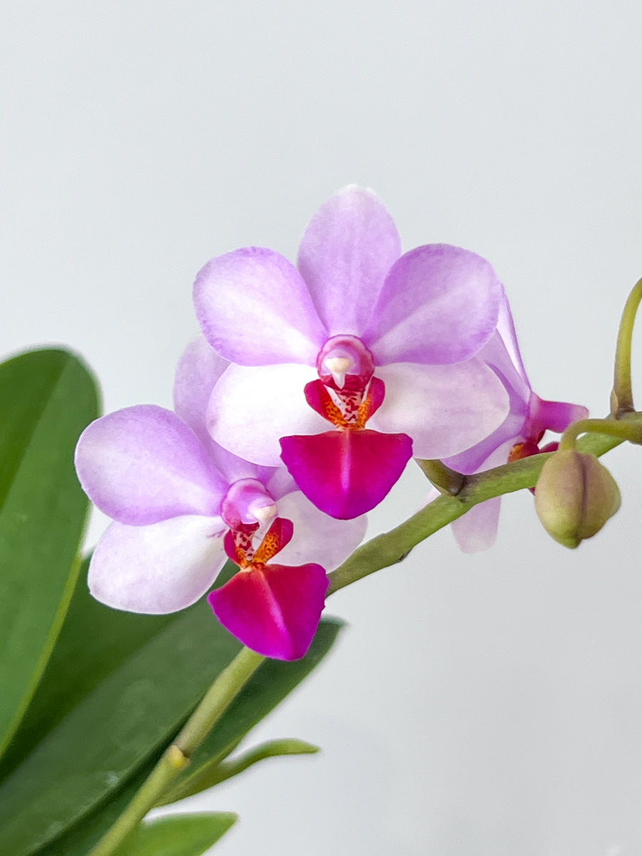 Phal. Liu's Cute Angel – Roehampton Orchids