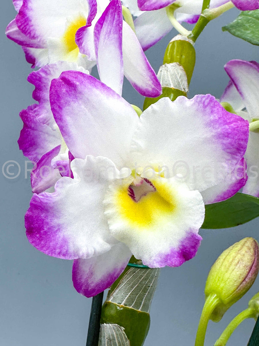 Den. Lucky Angel 'Smash' – Roehampton Orchids