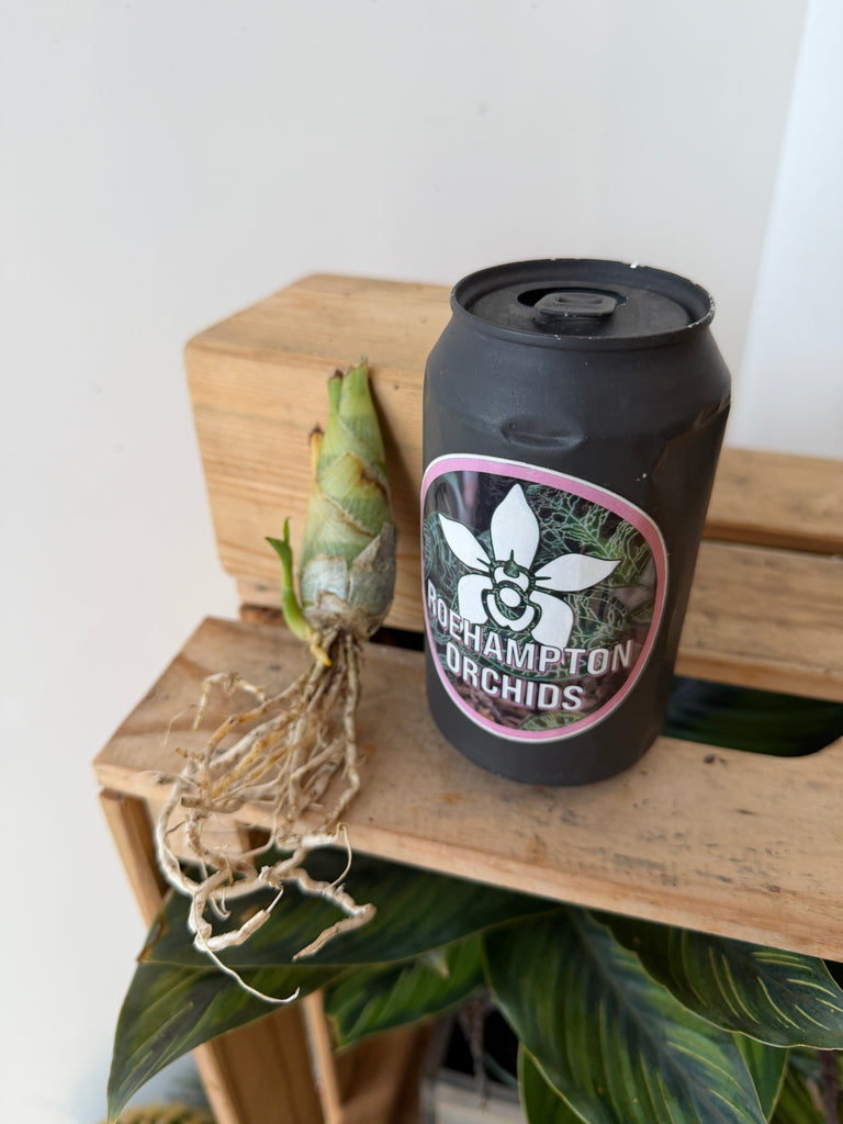 All Garden Plants – Roehampton Orchids