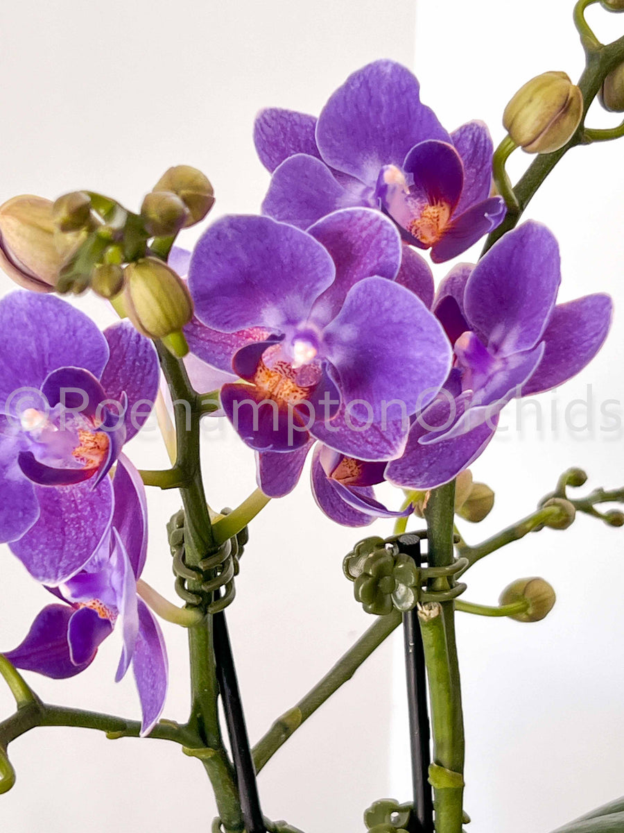 Phal. Violet Eye – Roehampton Orchids