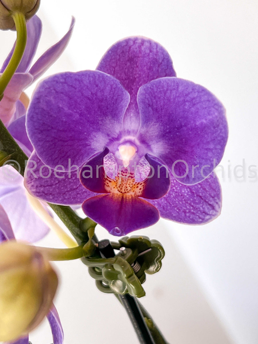 Phal. Violet Eye – Roehampton Orchids