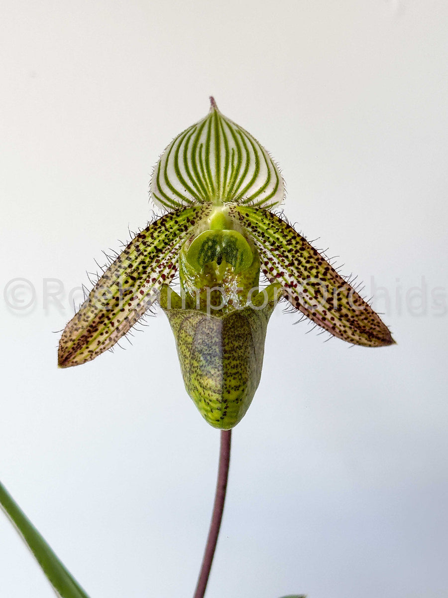 Paph. wardii – Roehampton Orchids