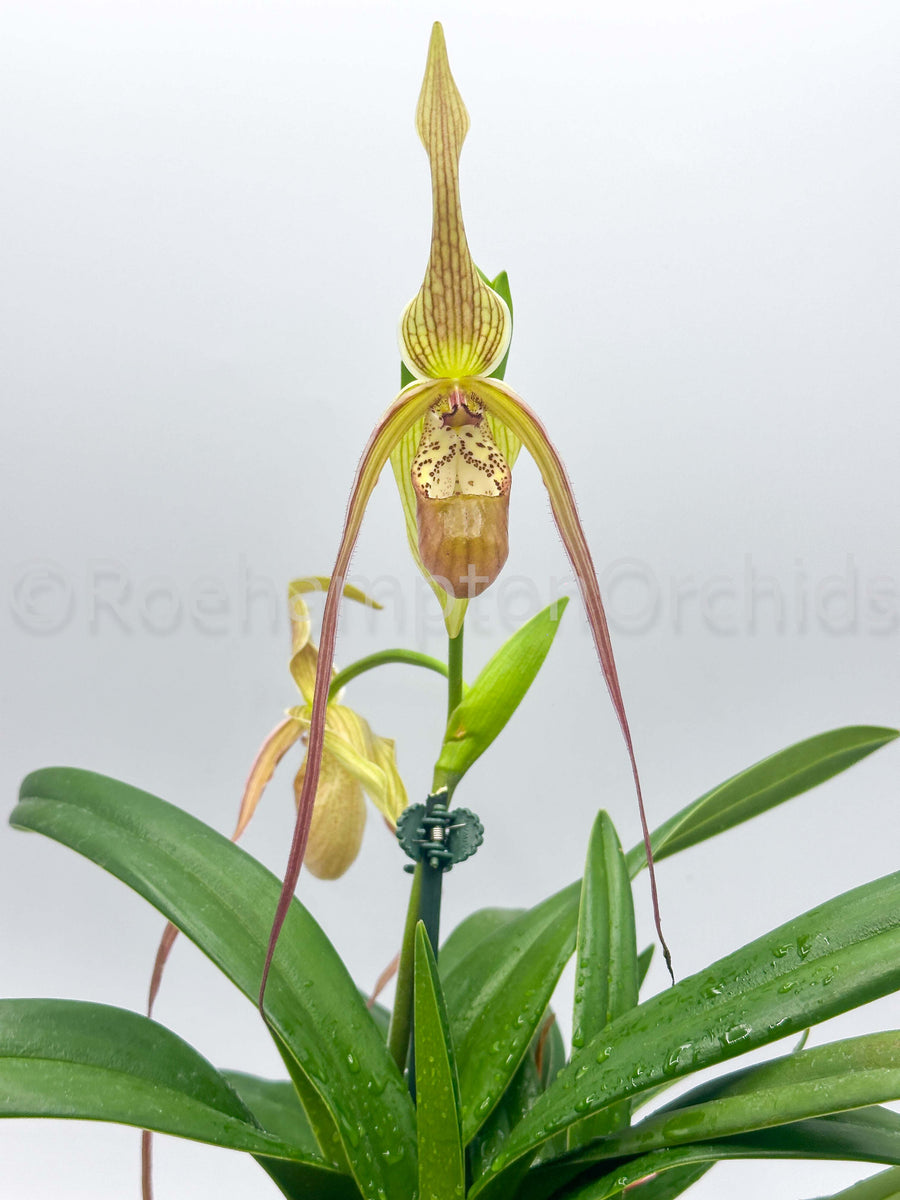 Phrag Mini Grande – Roehampton Orchids