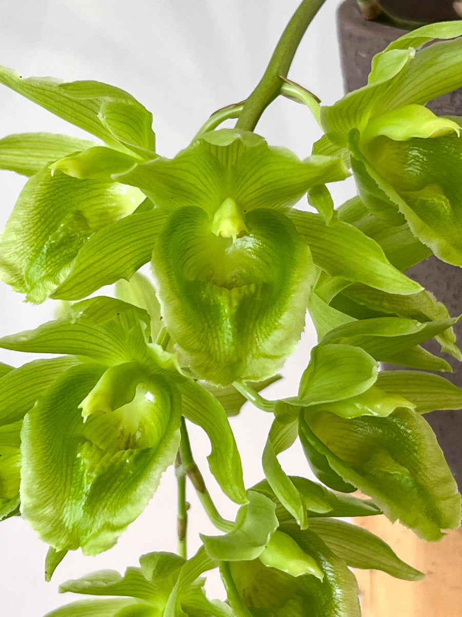 Clowesetum Black Jade – Roehampton Orchids