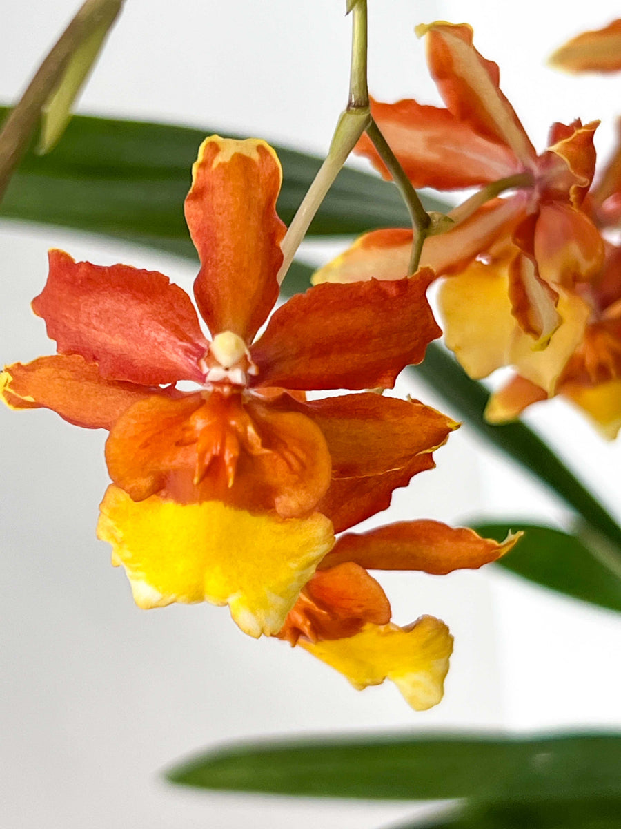 Odontocidium Sunny Daze ‘Hilo Boy’ – Roehampton Orchids