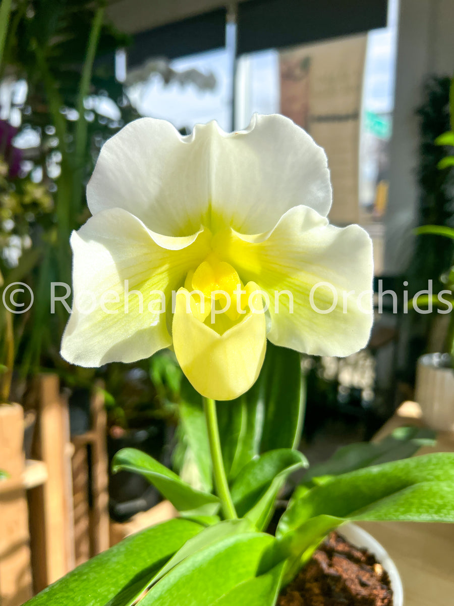 Paph. Krull's Glacier – Roehampton Orchids