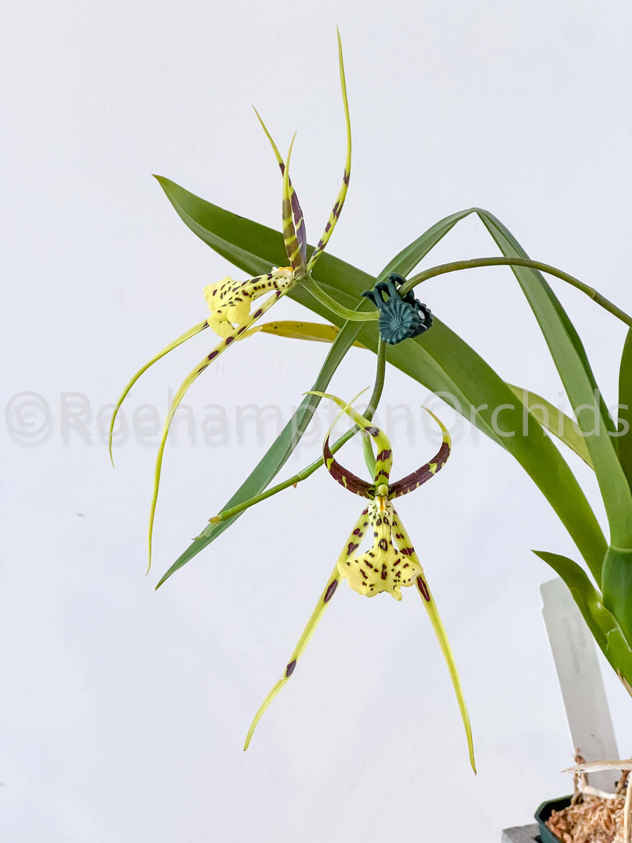 Brassia Rex – Roehampton Orchids
