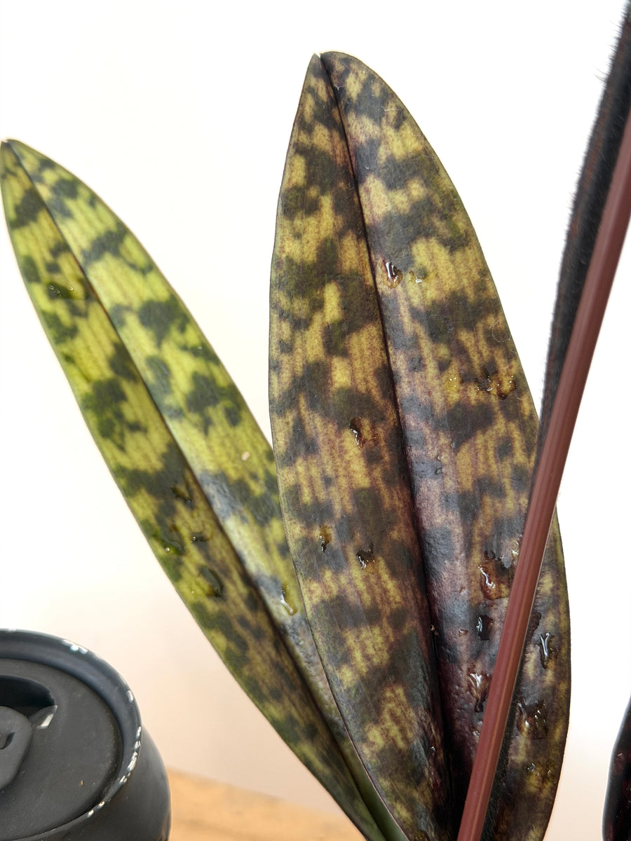 Paph. Raven Soul ‘Dark Leaf’ – Roehampton Orchids