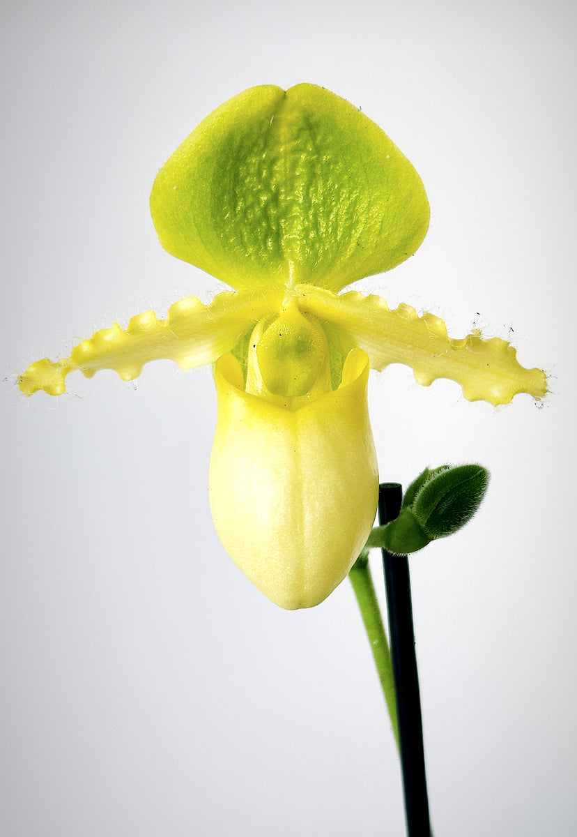 Paph. Pinocchio var alba – Roehampton Orchids