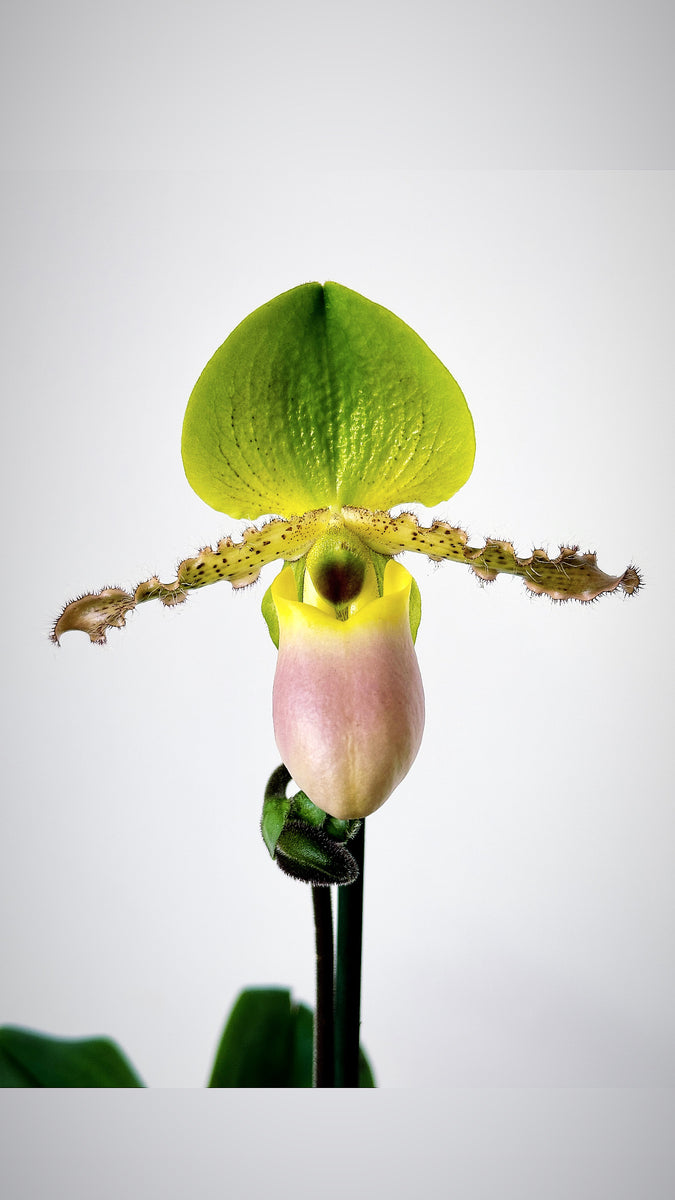 Paph. Pinocchio – Roehampton Orchids