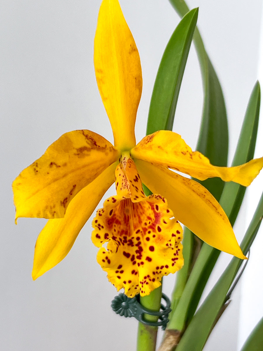 Rby. Copper Queen 'Ruby Lip' HCC/AOS – Roehampton Orchids