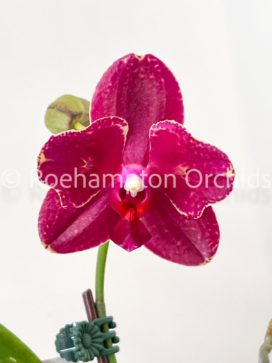 Phal. Miki Red Voodoo ' Ogoun' – Roehampton Orchids
