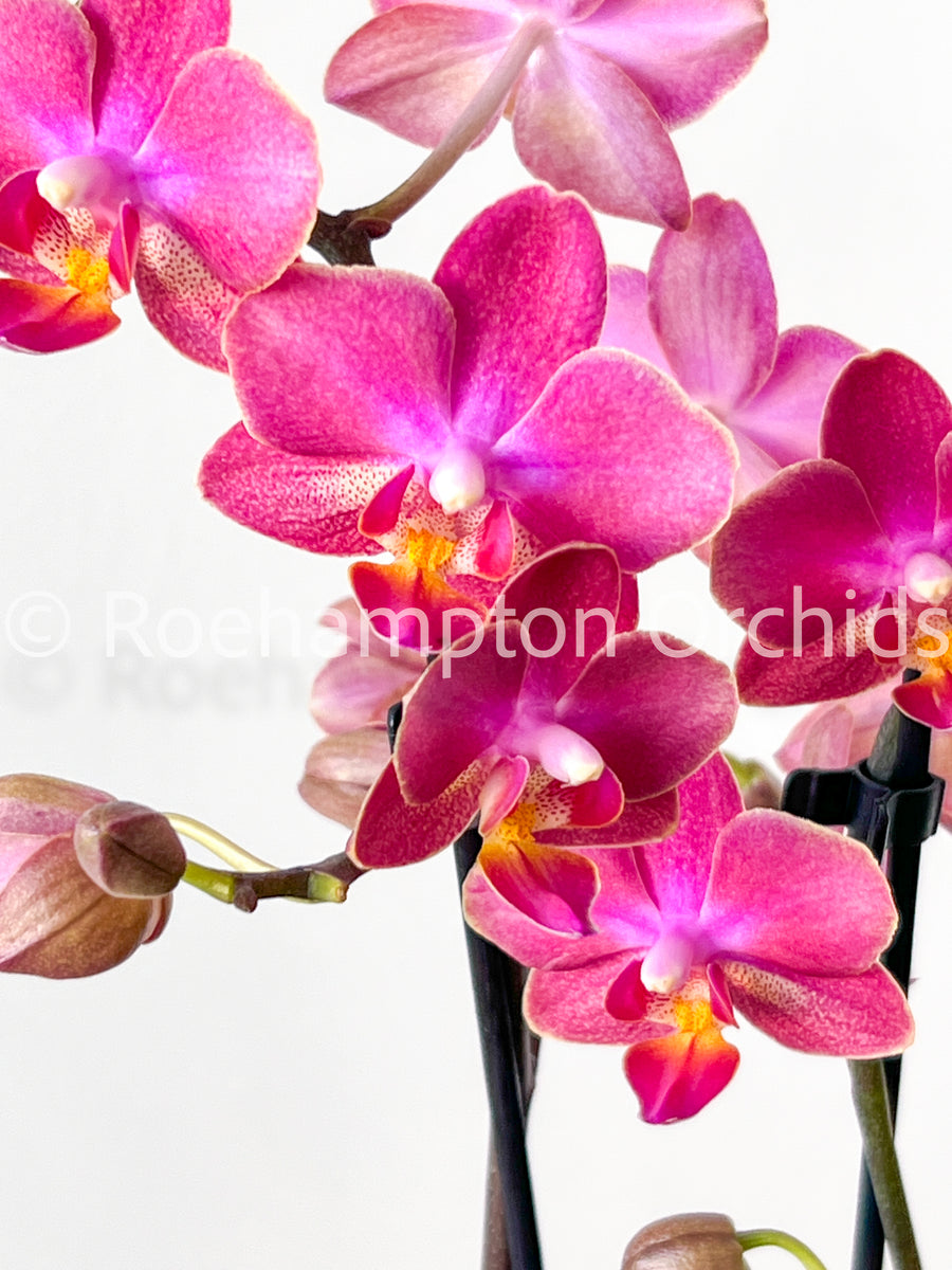 Phal 'Diffusion' – Roehampton Orchids