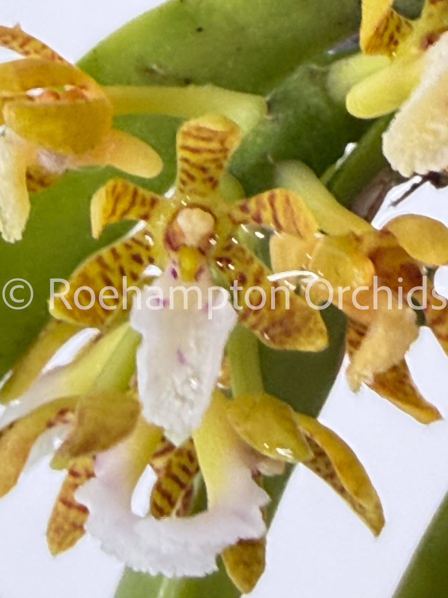 Acampe praemorsa (syn papillosa) – Roehampton Orchids