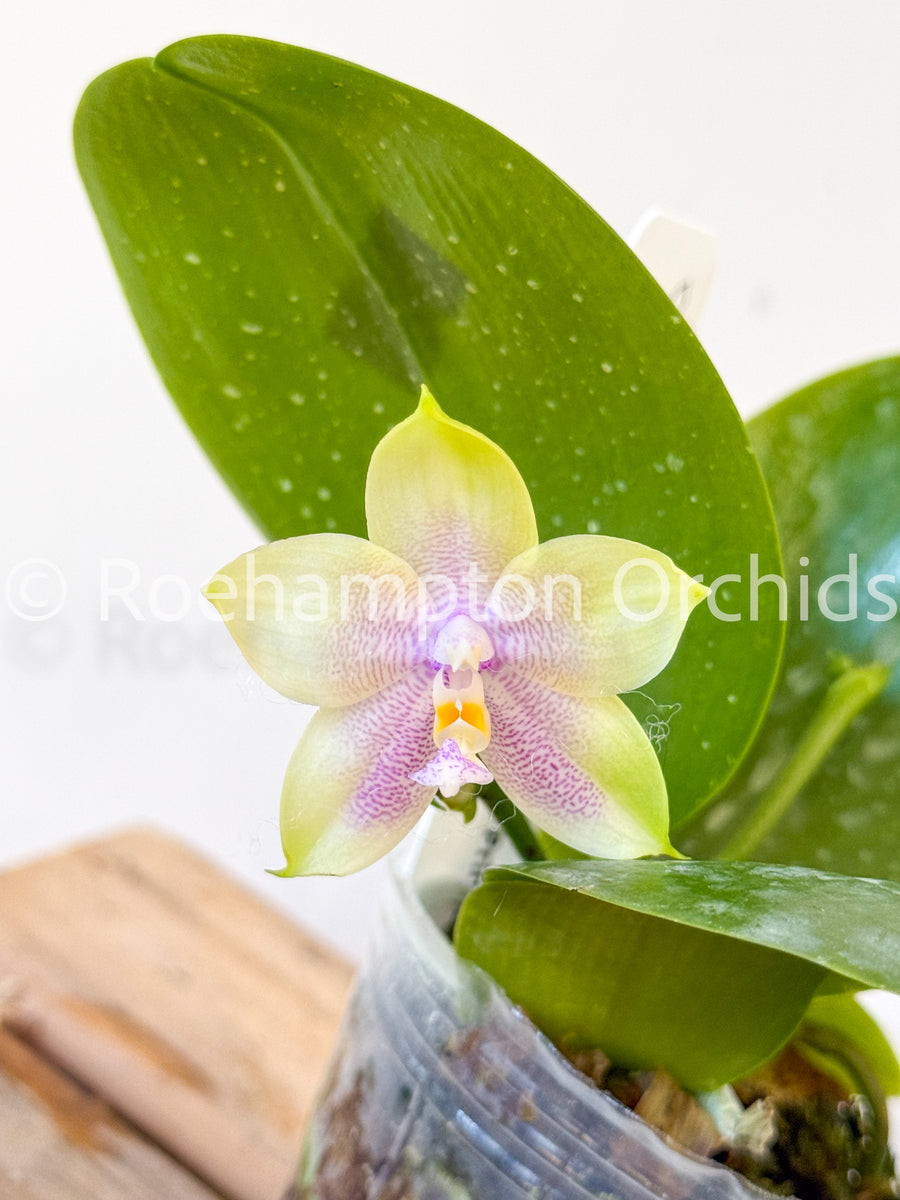 Phal. Mituo Prince – Roehampton Orchids