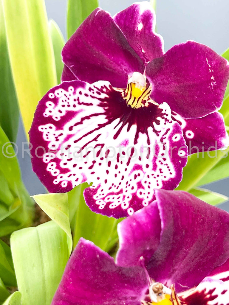 All – Roehampton Orchids