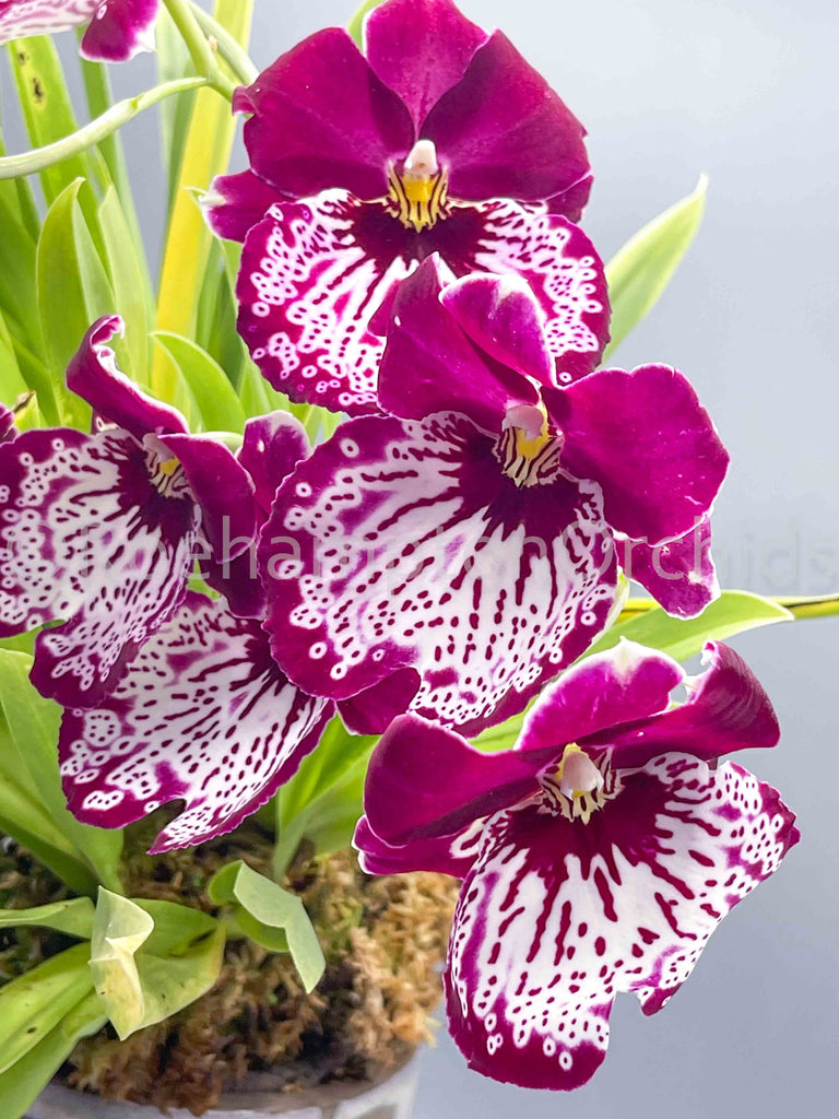All – Roehampton Orchids