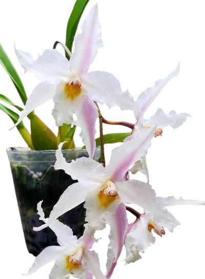 Onc. Nerissa – Roehampton Orchids