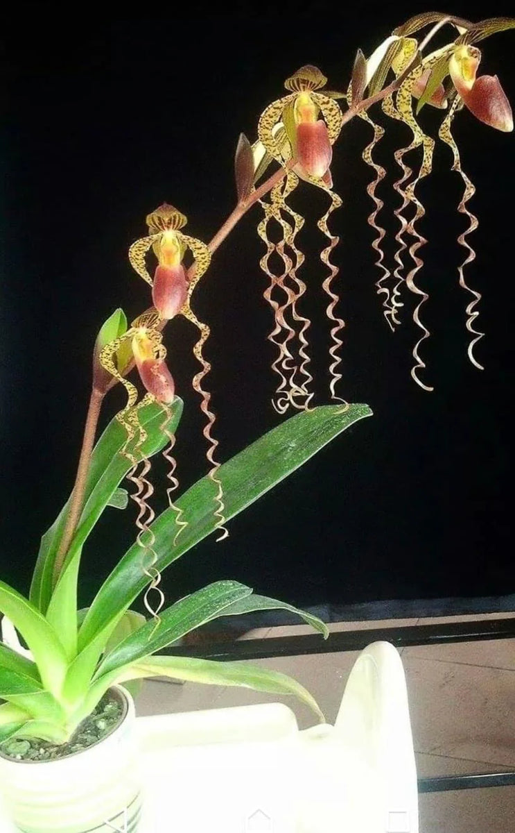 Paph. Chiu Hua Dancer – Roehampton Orchids