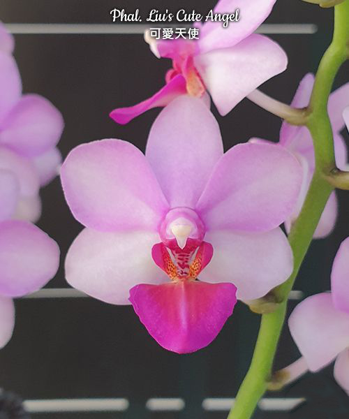 Phal. Liu's Cute Angel – Roehampton Orchids