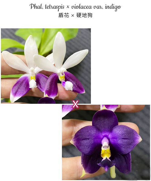 Phal. Jennifer Palmero – Roehampton Orchids