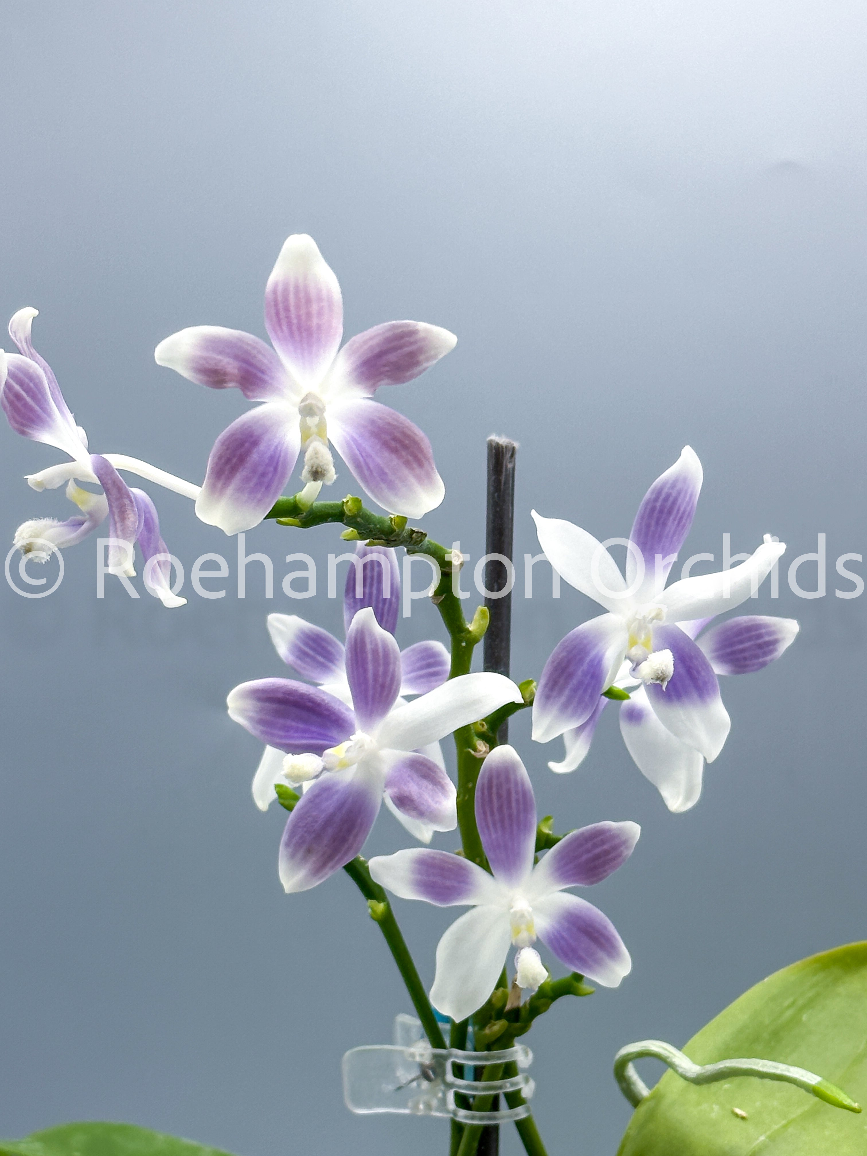 Phal. tetraspis 'Purple Dream' – Roehampton Orchids