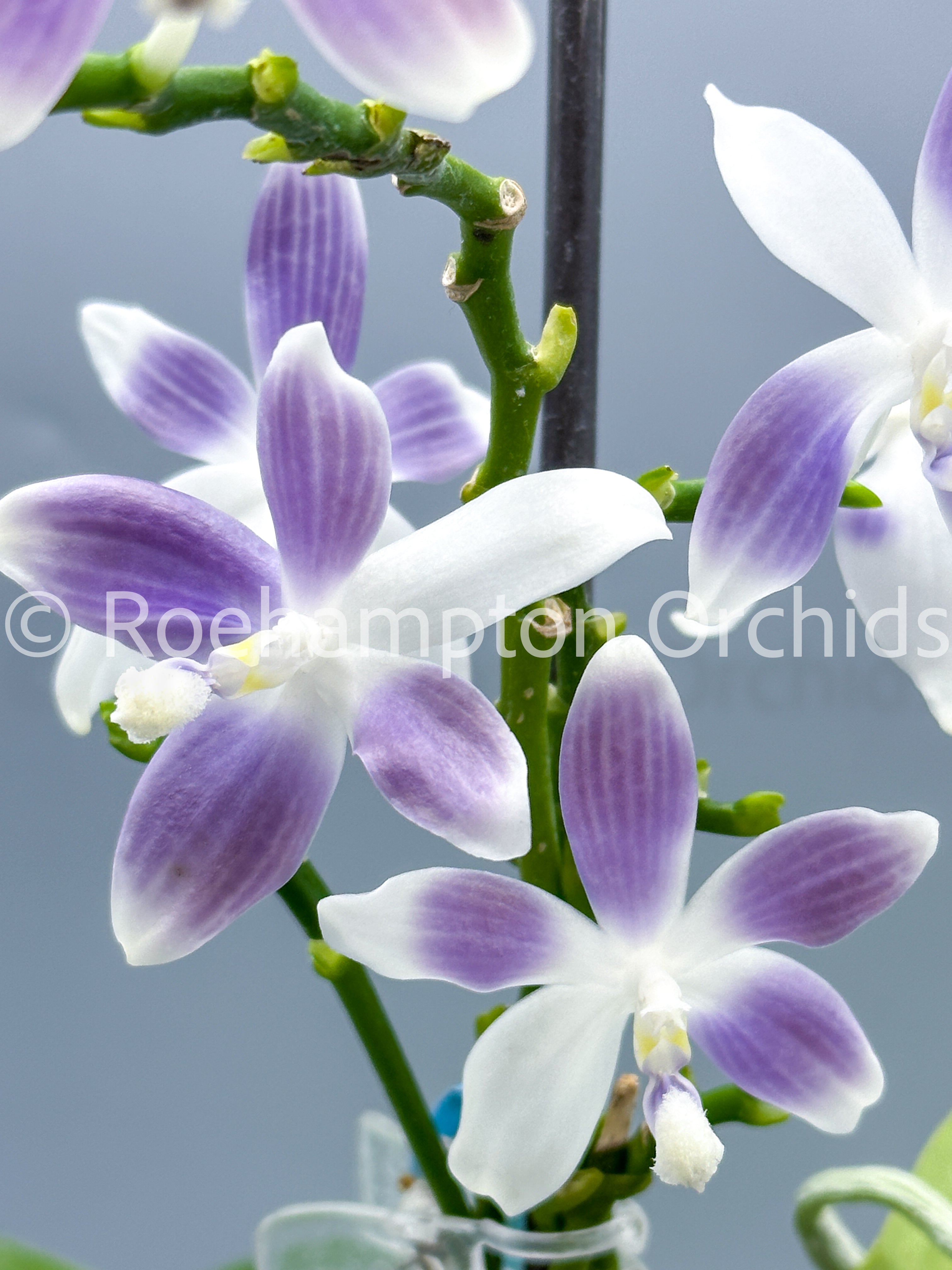 Phal. tetraspis 'Purple Dream' – Roehampton Orchids