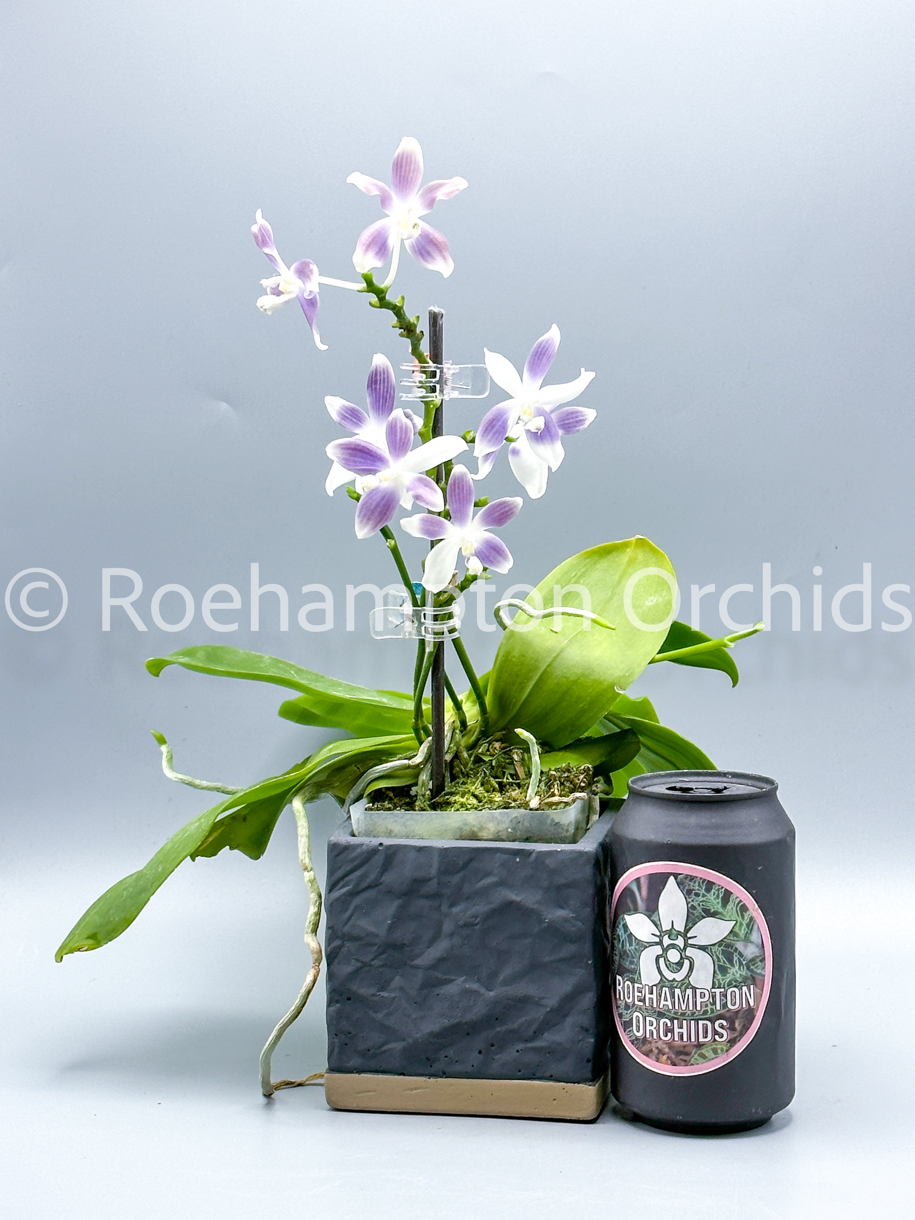 Phal. tetraspis 'Purple Dream' – Roehampton Orchids