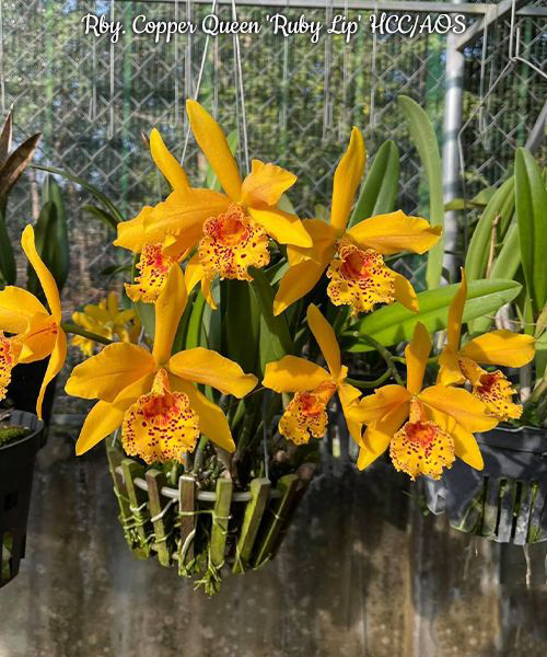 All Garden Plants – Roehampton Orchids