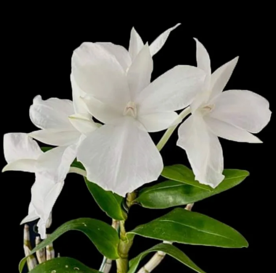 Den. formosum fma petaloid alba 'White Feather' – Roehampton Orchids