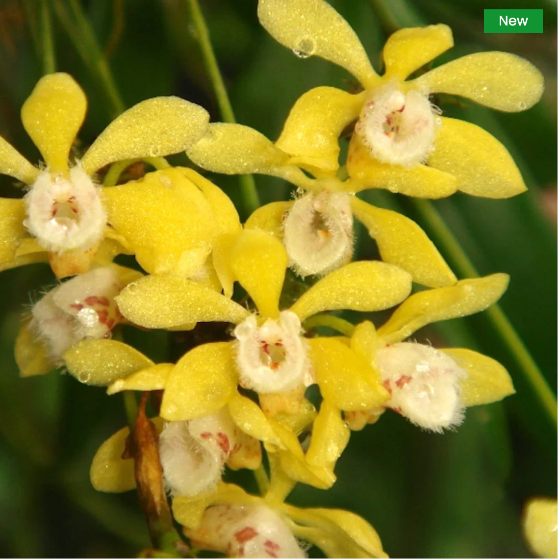 Thrixspermum hystrix – Roehampton Orchids