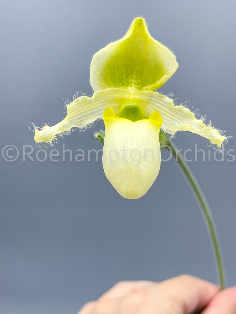 Paph primulinum var alba – Roehampton Orchids