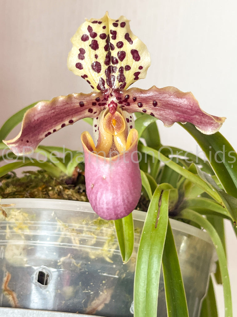 Paphiopedilum – Roehampton Orchids