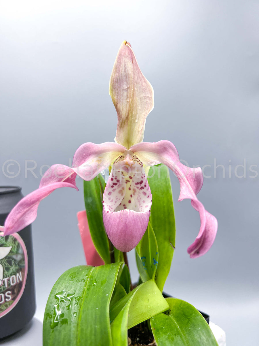 Phrag Incan Treasure – Roehampton Orchids