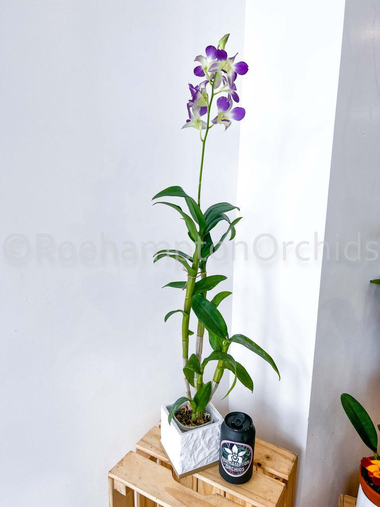 Dendrobium – Roehampton Orchids