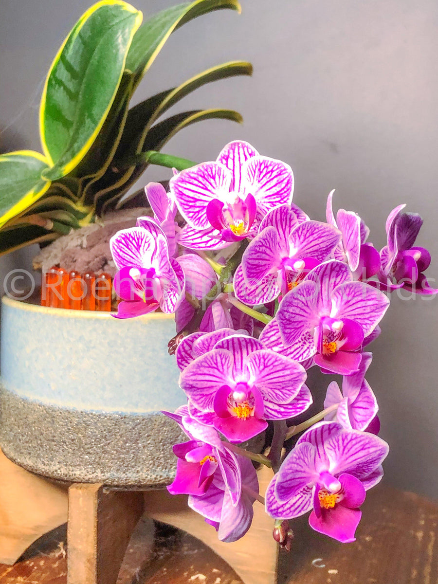 Phal. Sogo Vivien 'Variegata' – Roehampton Orchids